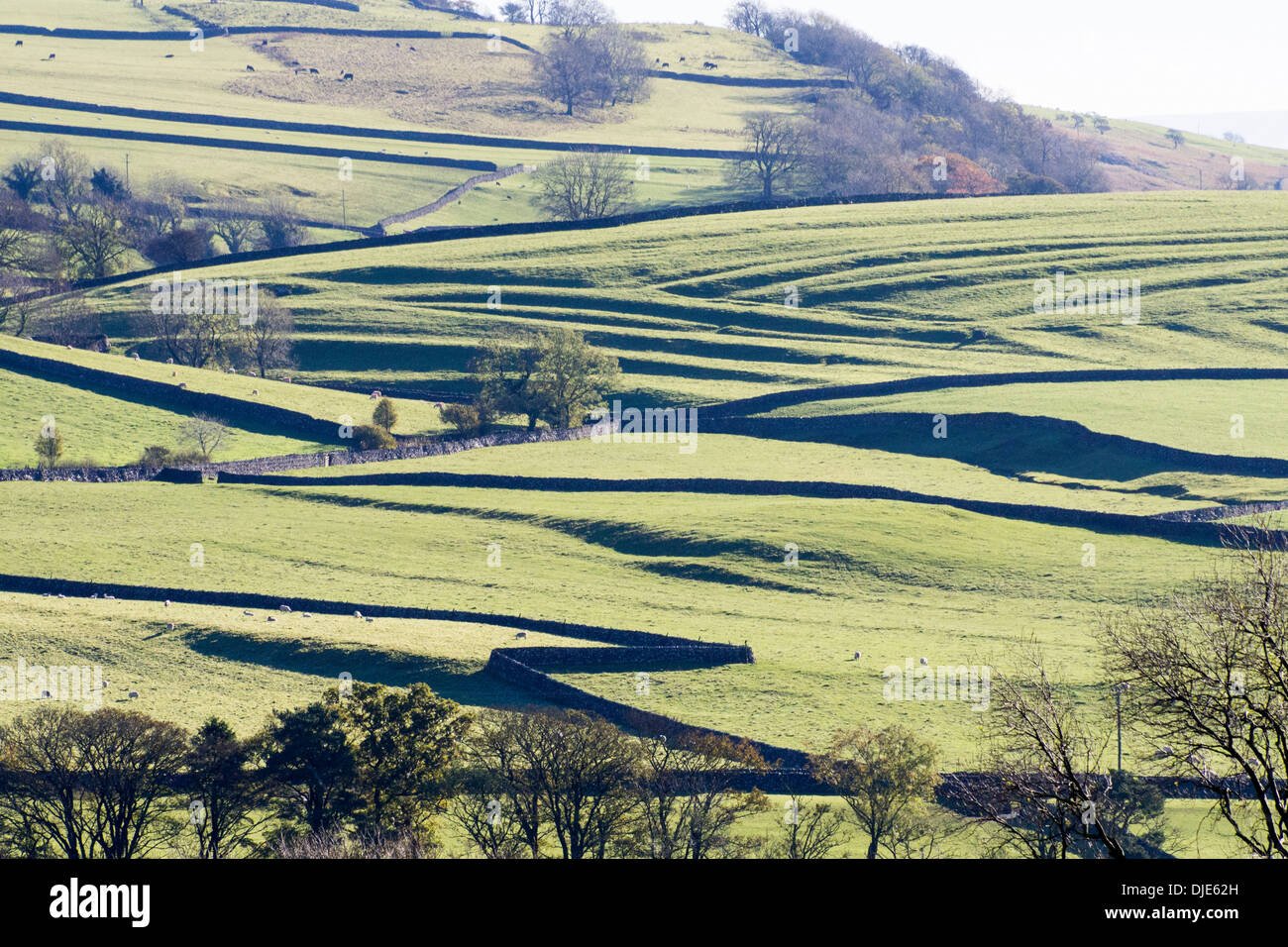 Ancient terracing in a field in Austwick, Yorkshire, Dales, UK Stock ...