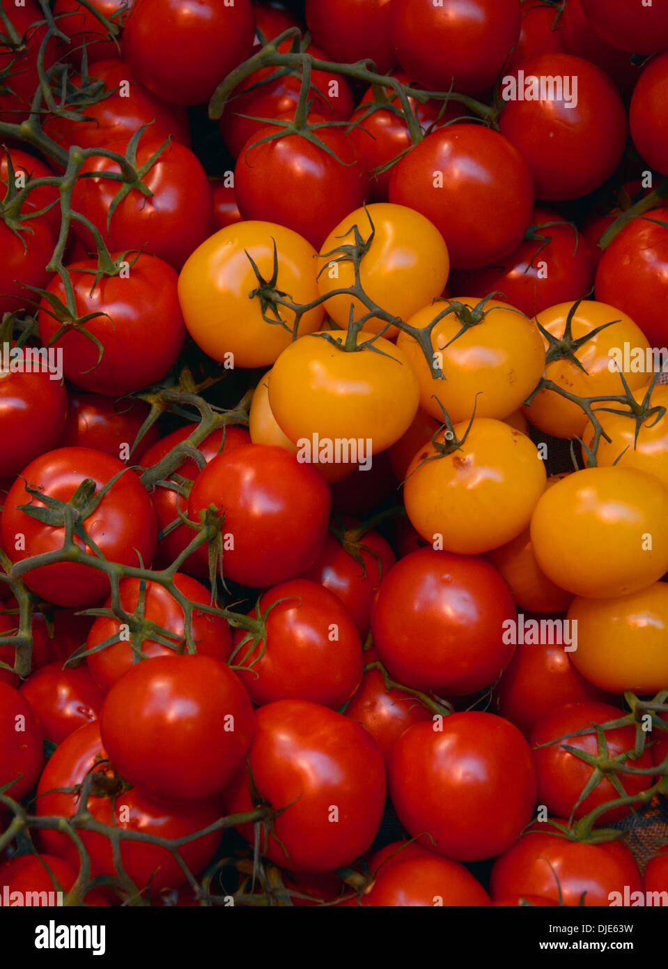 Red yellow green tomatoes hi-res stock photography and images - Alamy