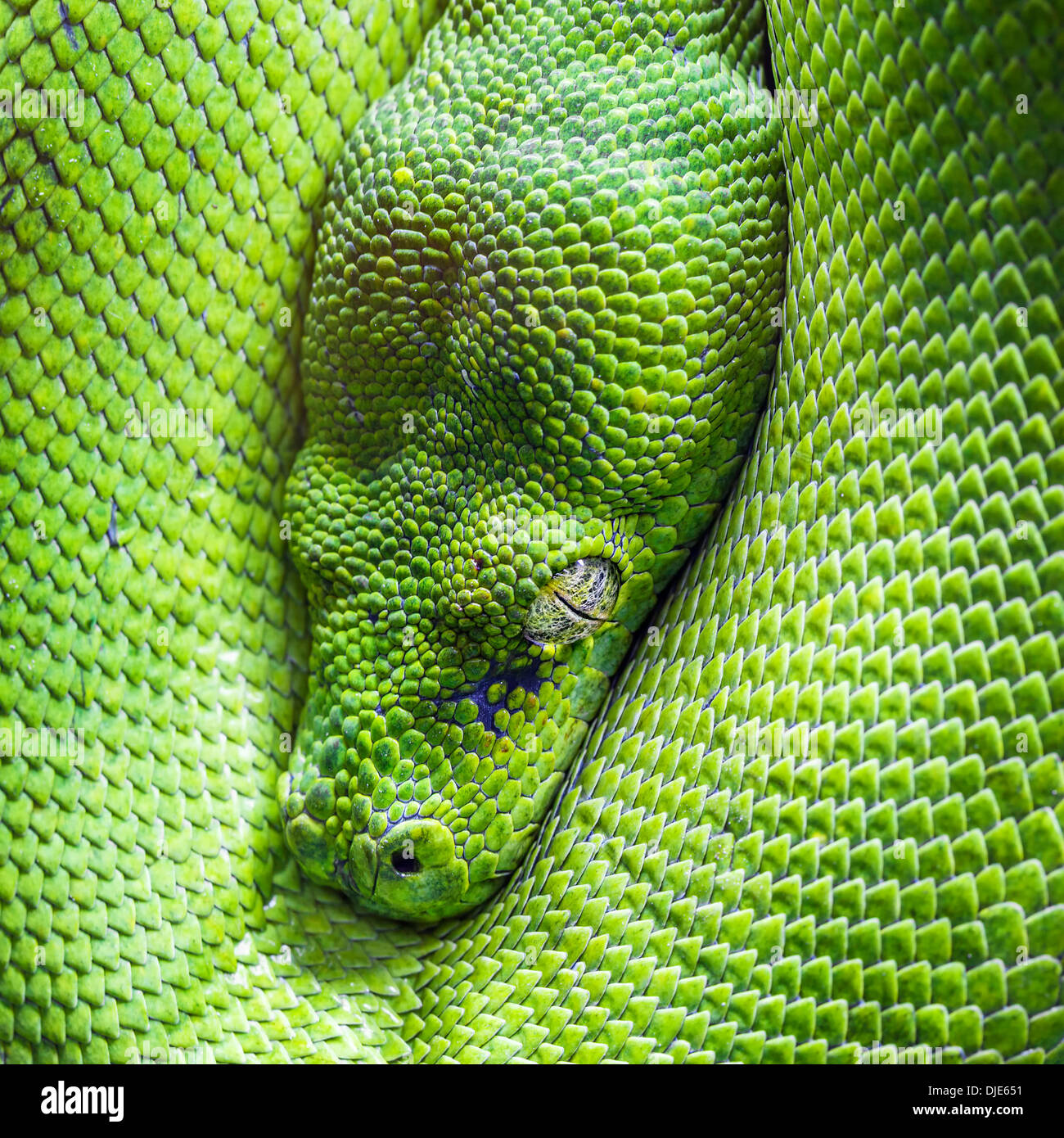 Snake farming hi-res stock photography and images - Alamy
