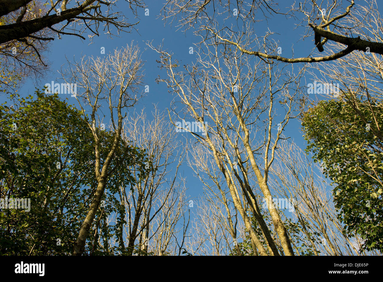 Bare ash trees pointing towards a blue late autumn sky with sycamore ...