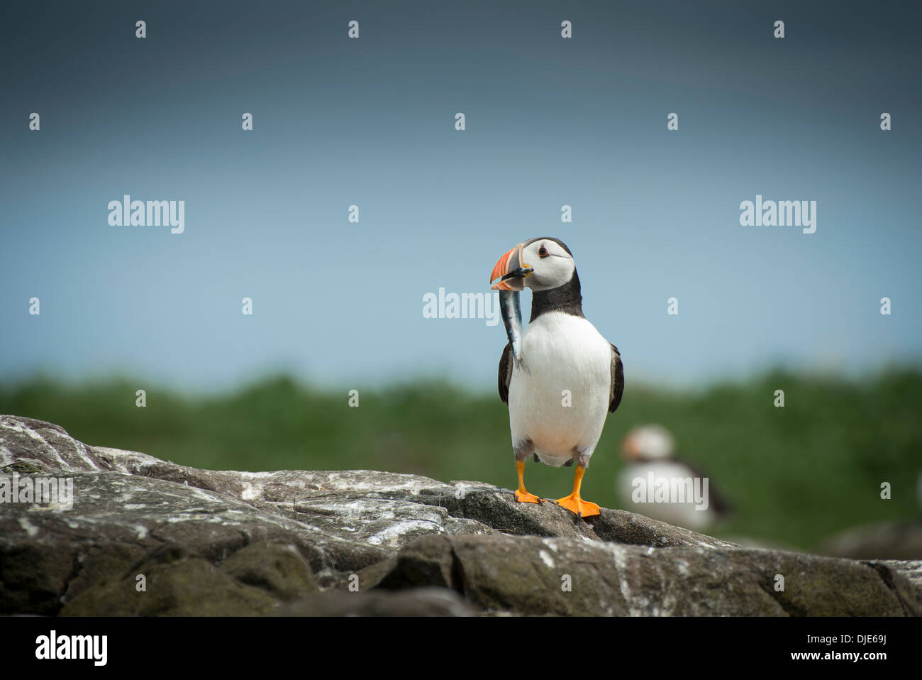 Puffins eating hi-res stock photography and images - Alamy