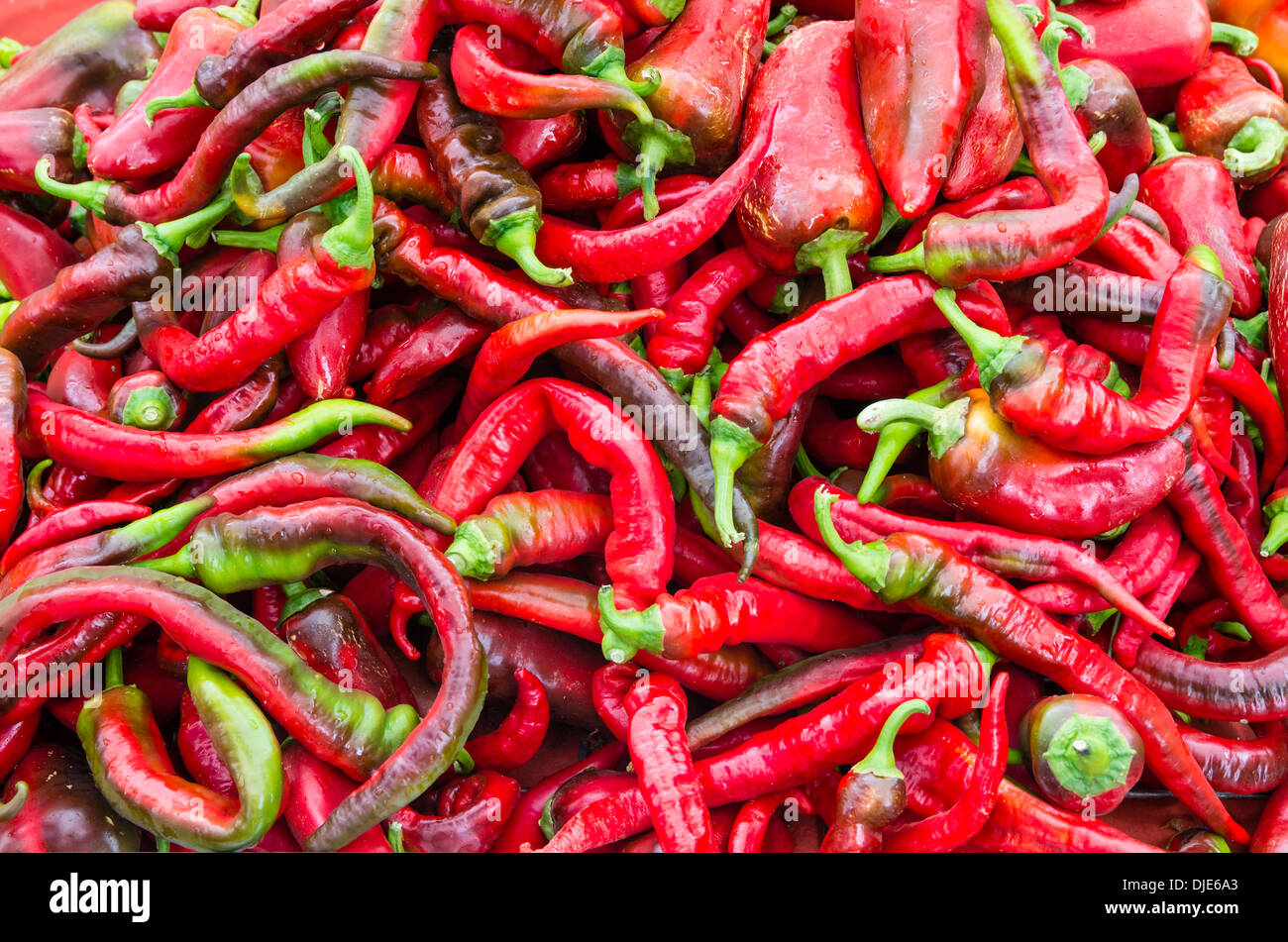 Farmers harvest red peppers hi-res stock photography and images - Alamy