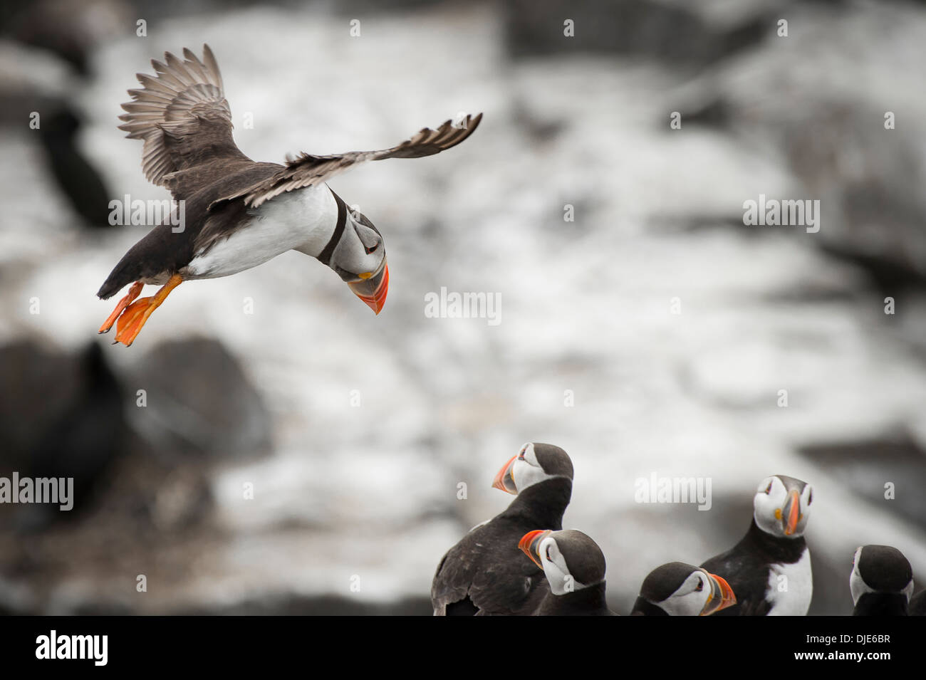 Funny puffin flying hi-res stock photography and images - Alamy