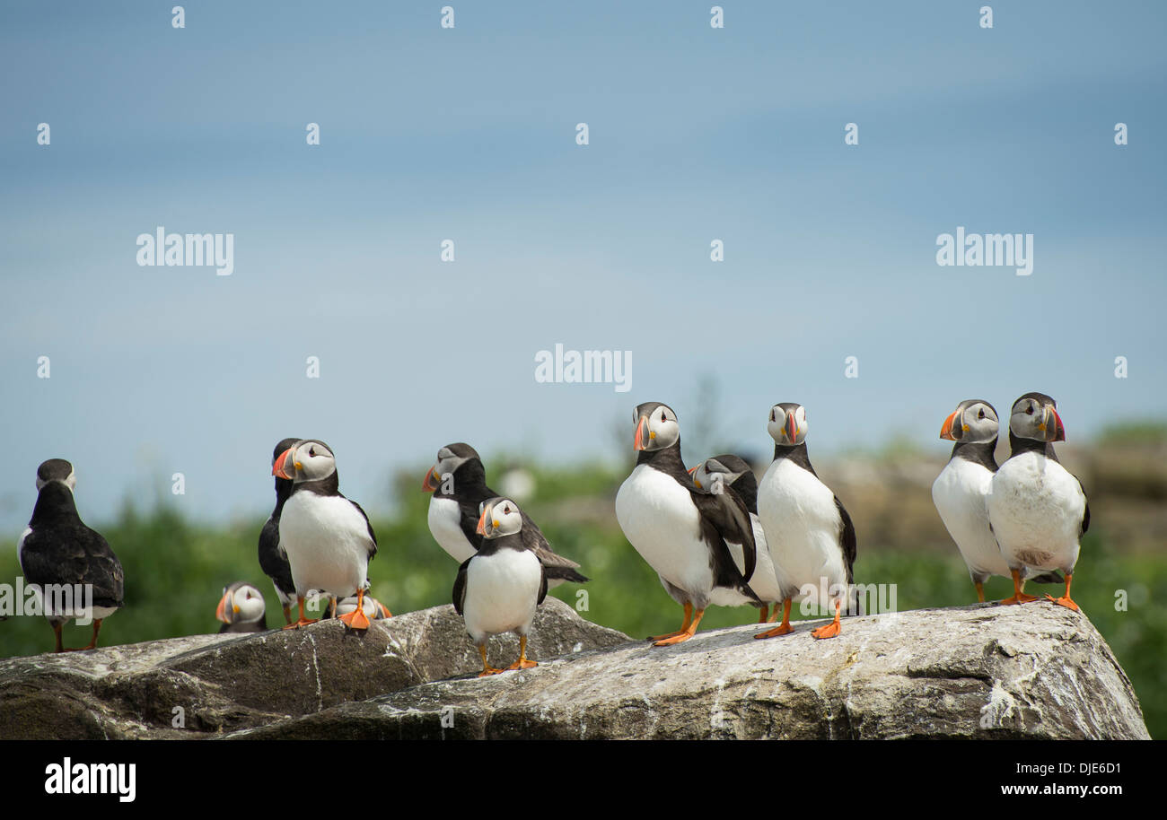 Puffins on the Farne Islands, Northumberland, England Stock Photo - Alamy