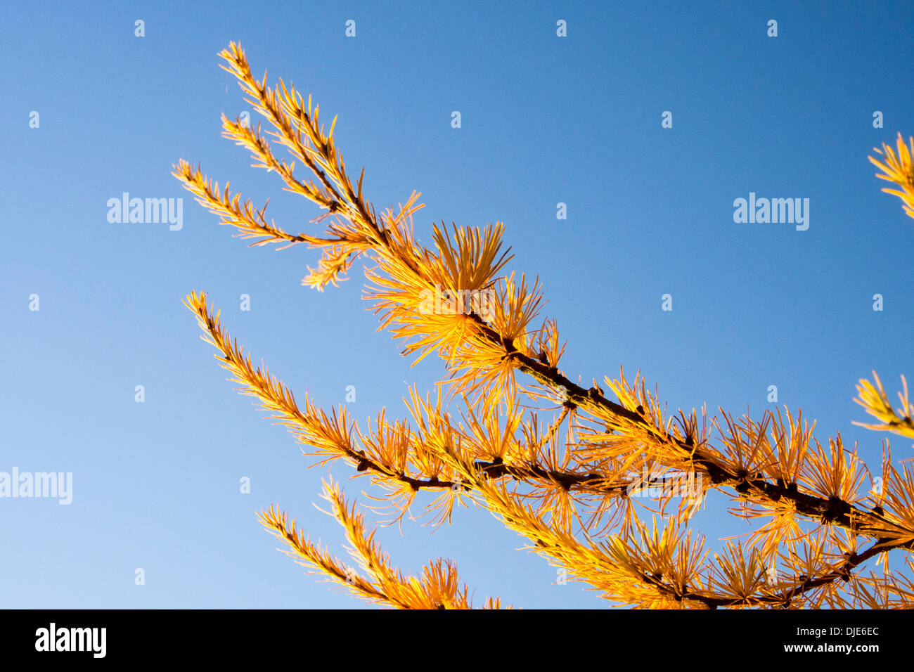 Fall colours on a Larch Tree Stock Photo - Alamy