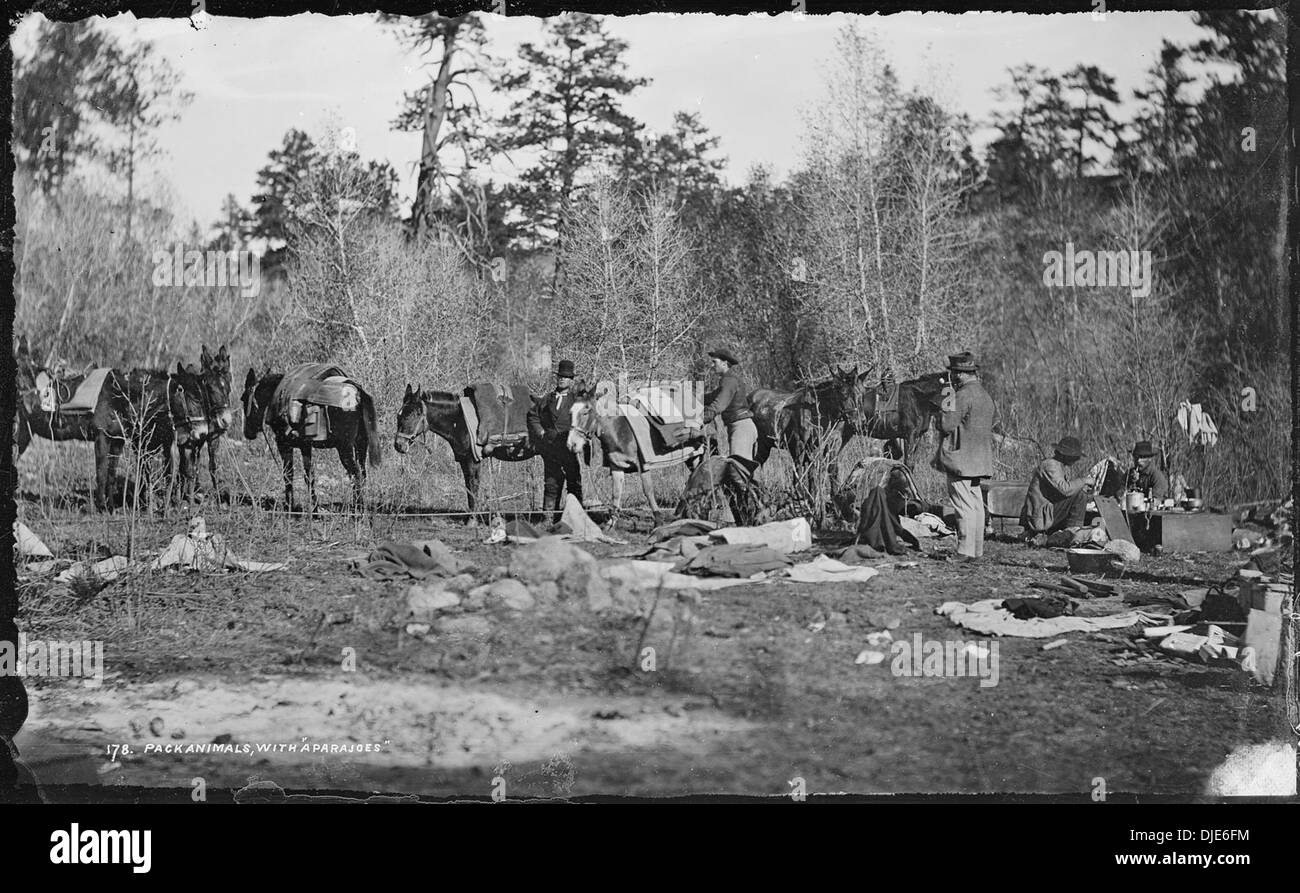 A group of pack animals is seen with their load of aparajos, a ...