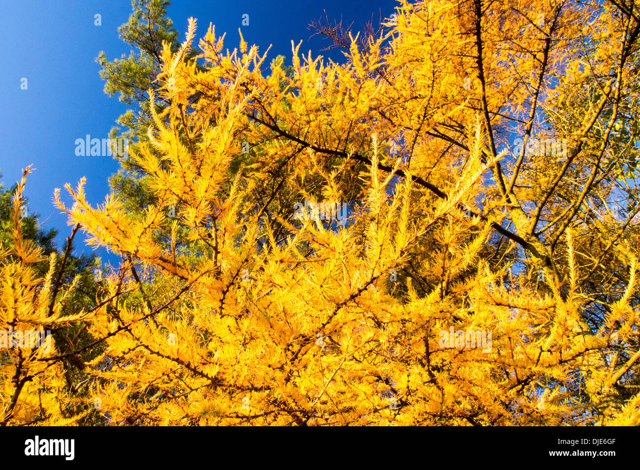Fall colours on a Larch Tree Stock Photo - Alamy