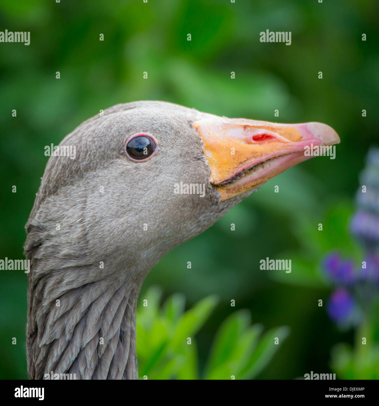 Family portrait north atlantic hi-res stock photography and images - Alamy