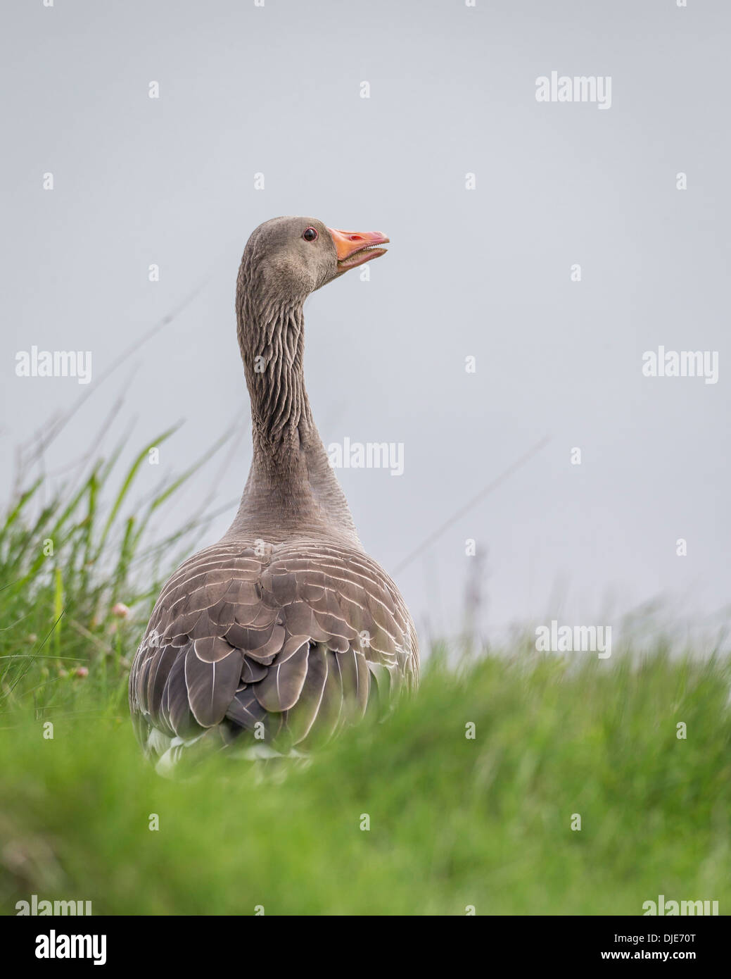 Portrait of Greylag Goose, Iceland Stock Photo - Alamy