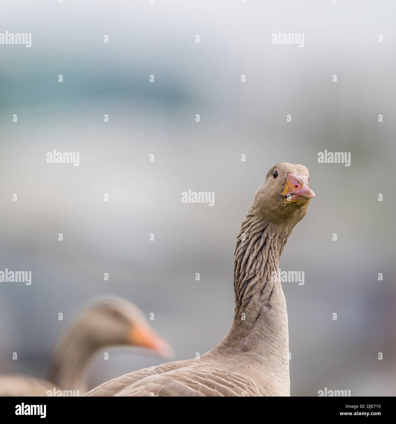 Icelandic goose hi-res stock photography and images - Alamy