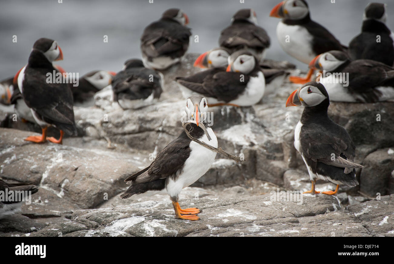 Puffins on the Farne Islands, Northumberland, England Stock Photo - Alamy