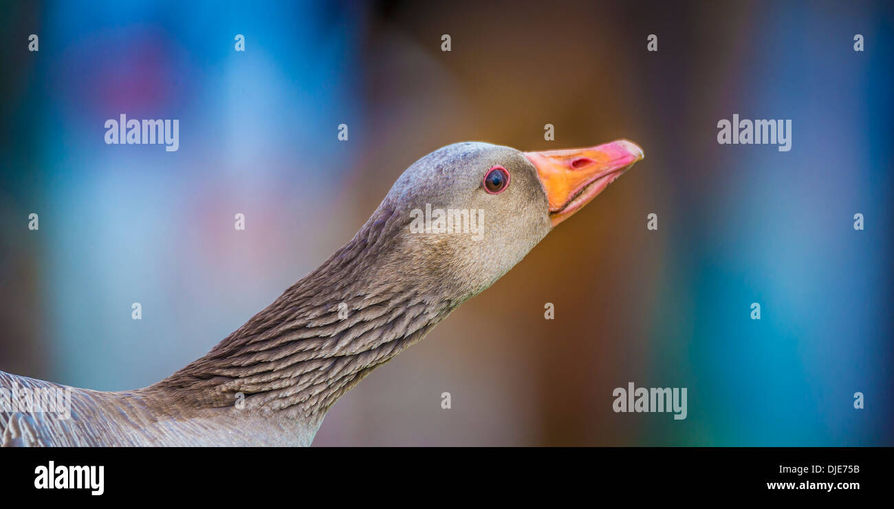 Greylag goose hi-res stock photography and images - Alamy
