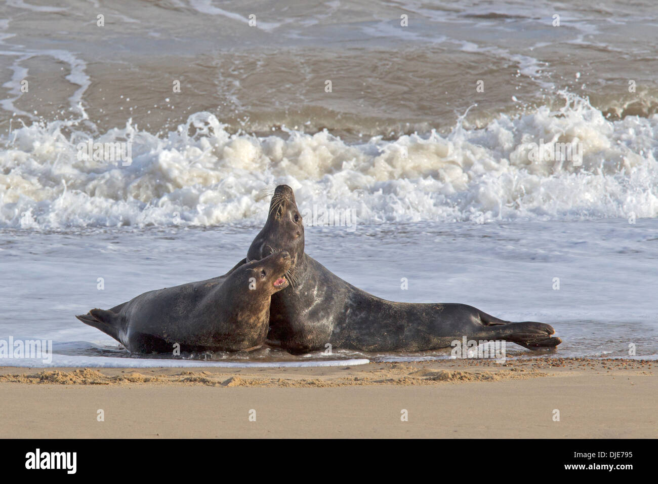 Seal pair hi-res stock photography and images - Alamy