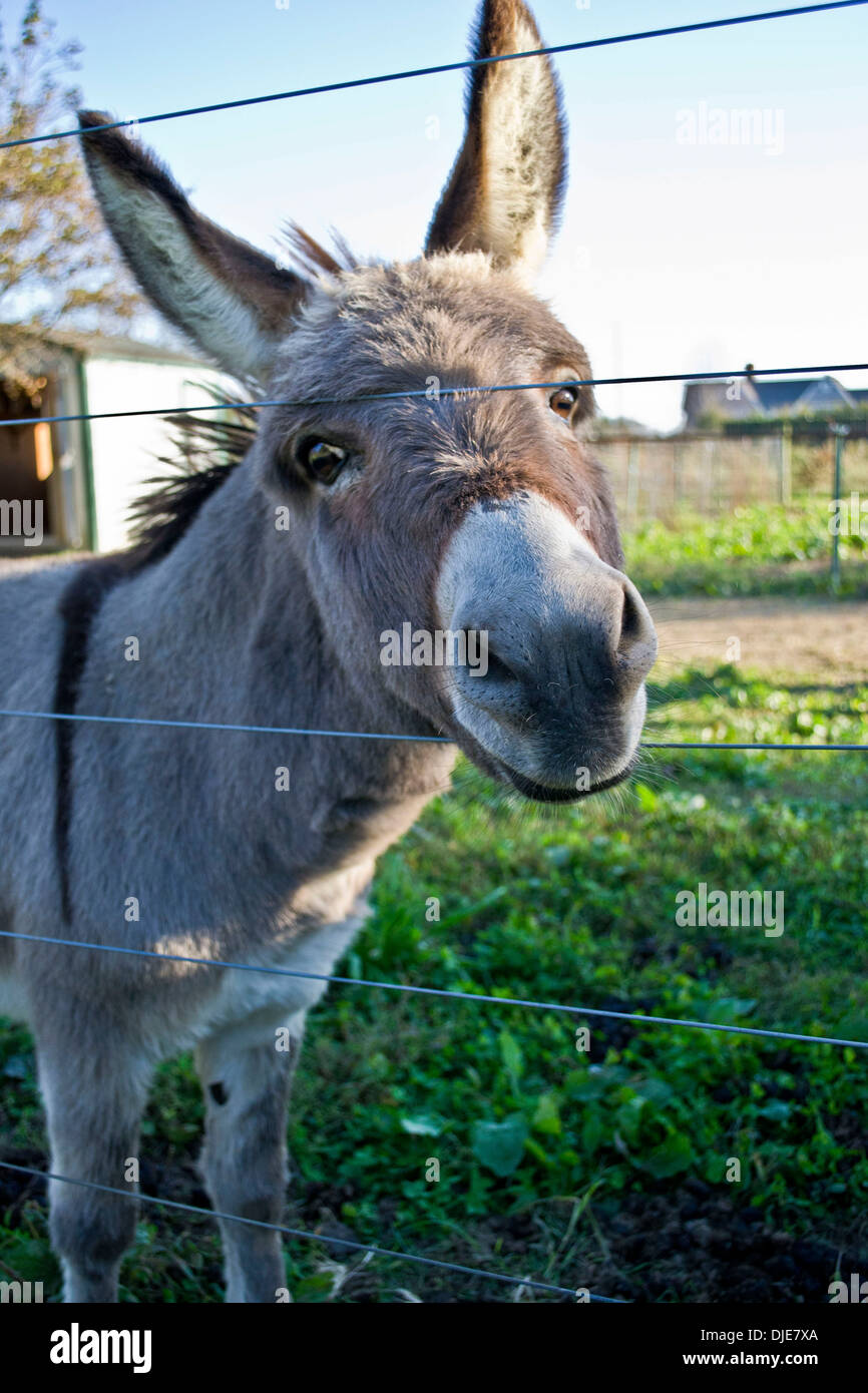 Friendly farm donkey Stock Photo - Alamy