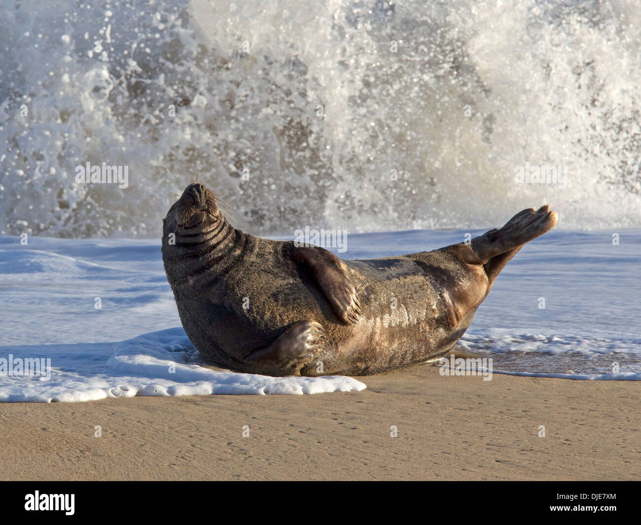 Rolling surf hi-res stock photography and images - Alamy
