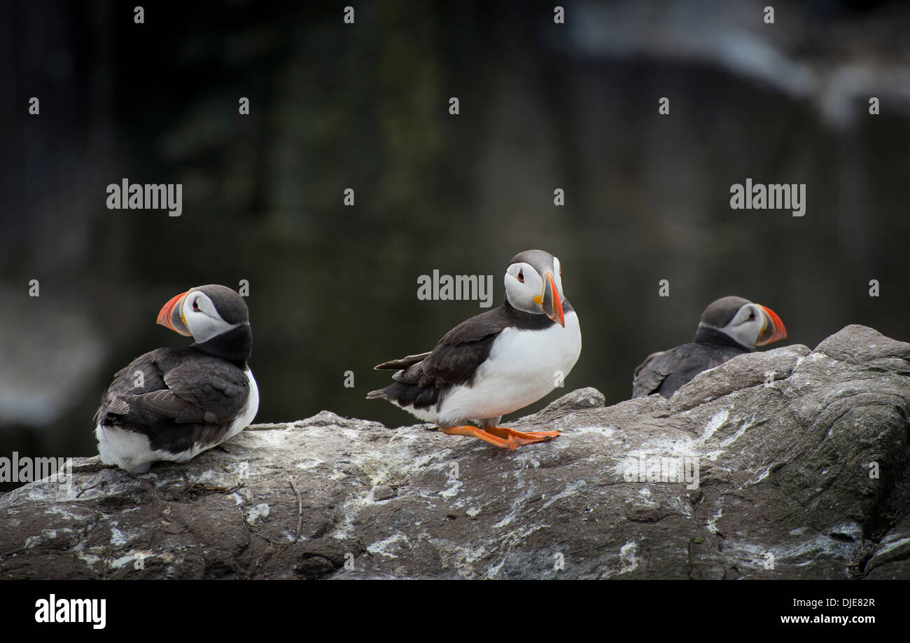 Farnes england hi-res stock photography and images - Alamy