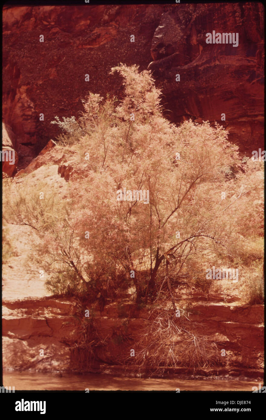 A tamarisk tree stands beside the Escalante River, showcasing the tree ...