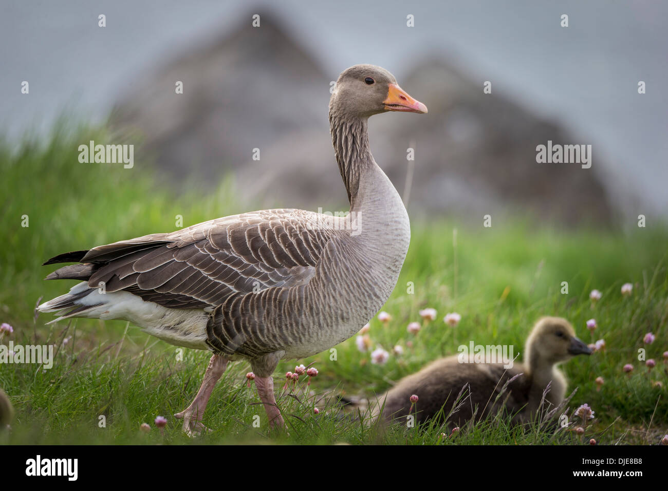 Portrait of Greylag Goose and Goslings, Iceland Stock Photo - Alamy