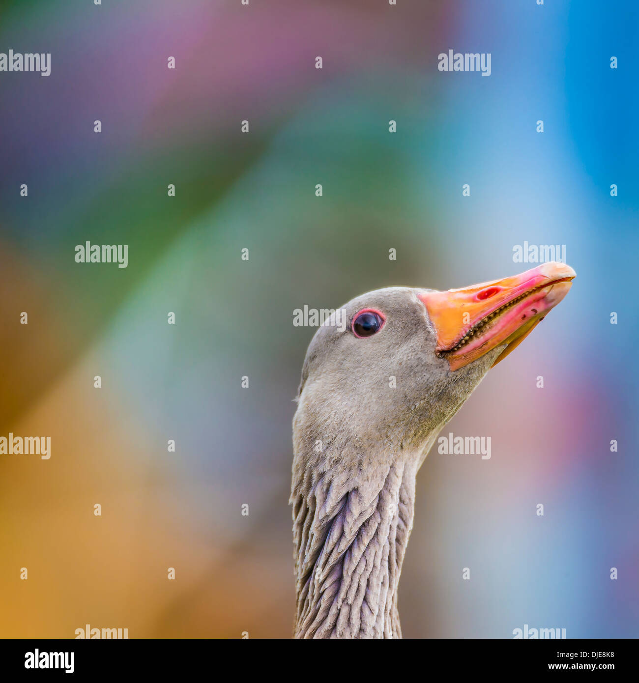 Portrait of Greylag Goose, Iceland Stock Photo - Alamy