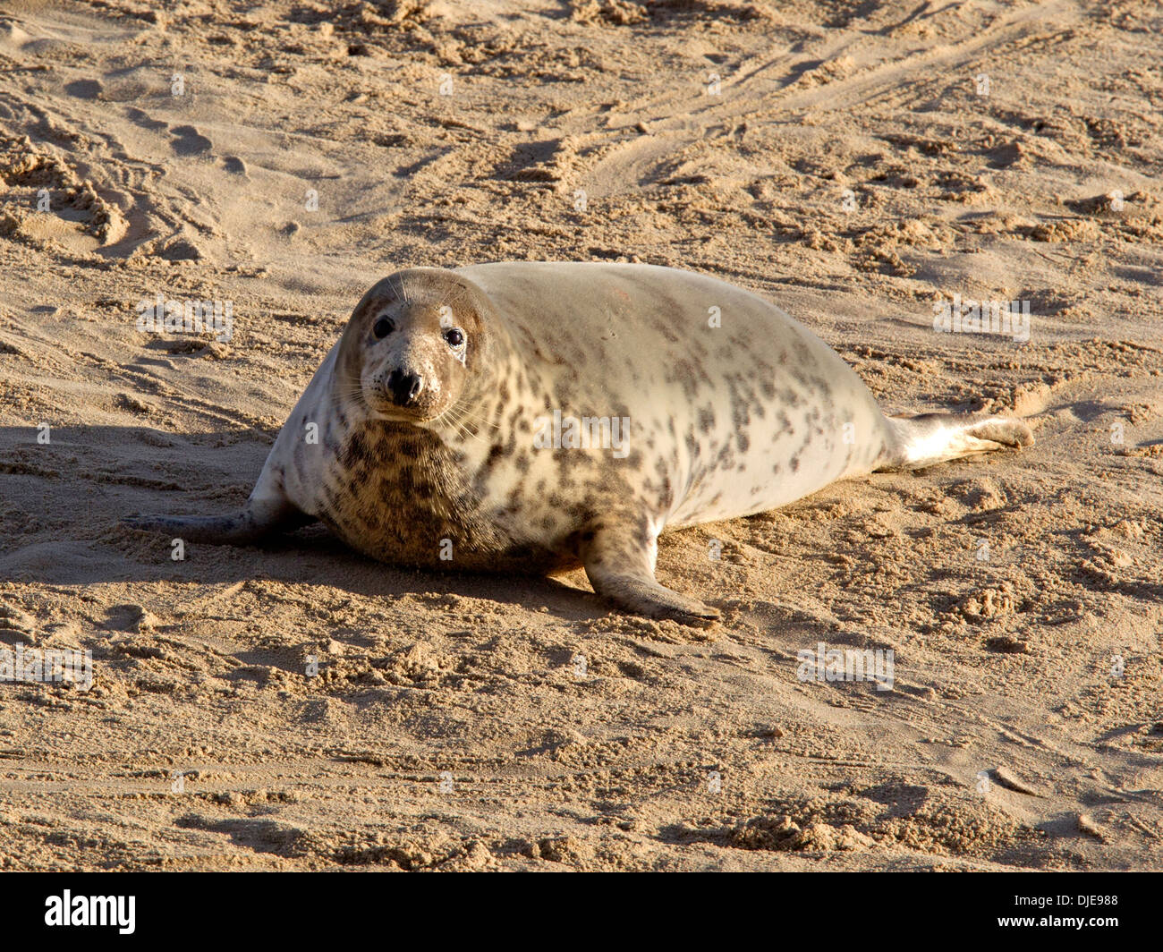 Female grey seal on beach Stock Photo - Alamy
