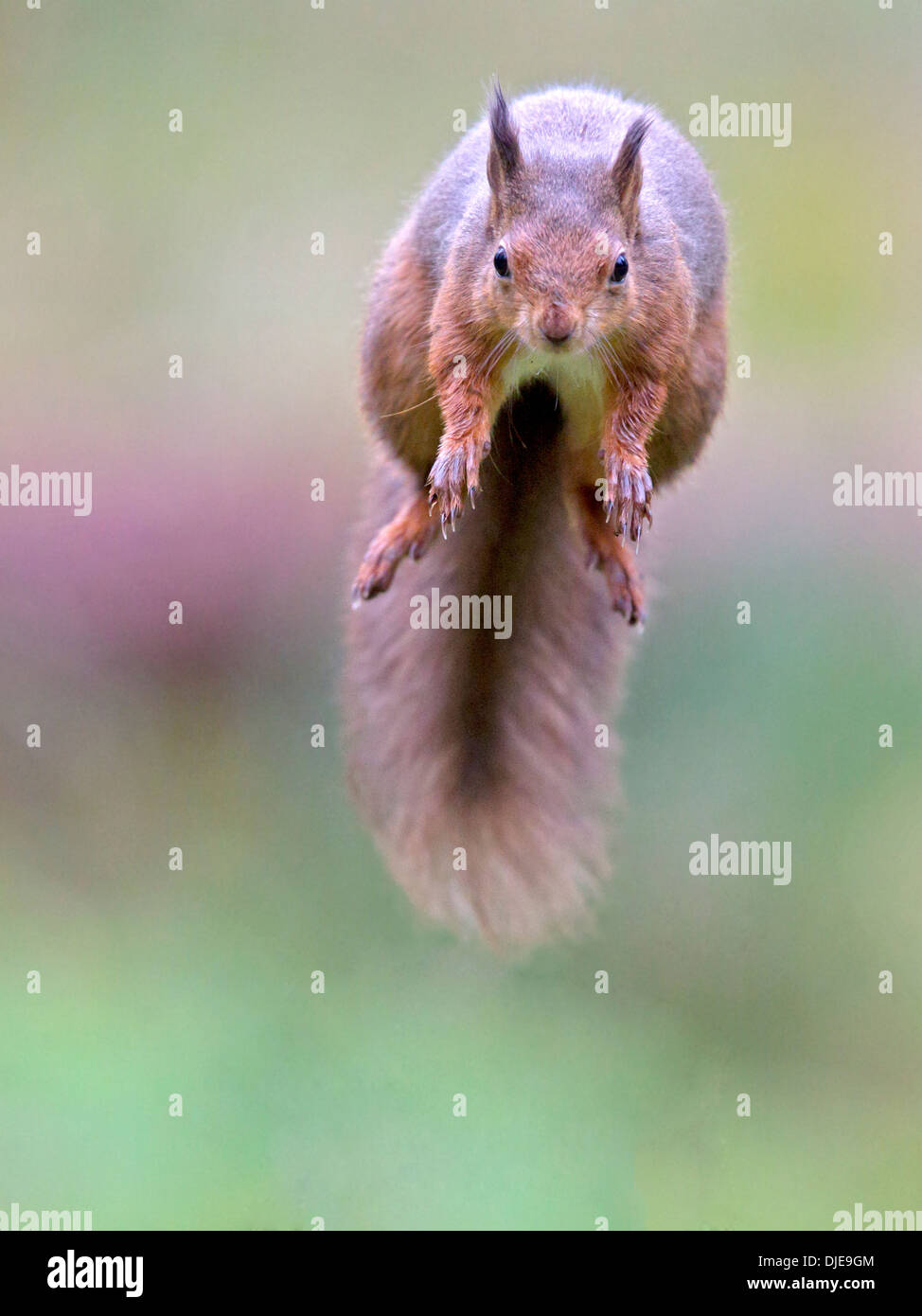 Red squirrel leaping, jumping Stock Photo - Alamy