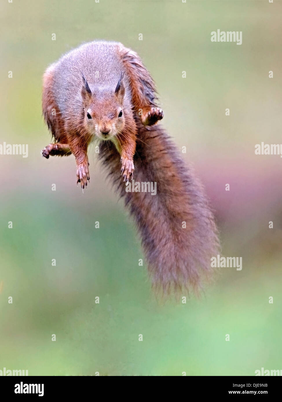 Squirrel jumping hi-res stock photography and images - Alamy