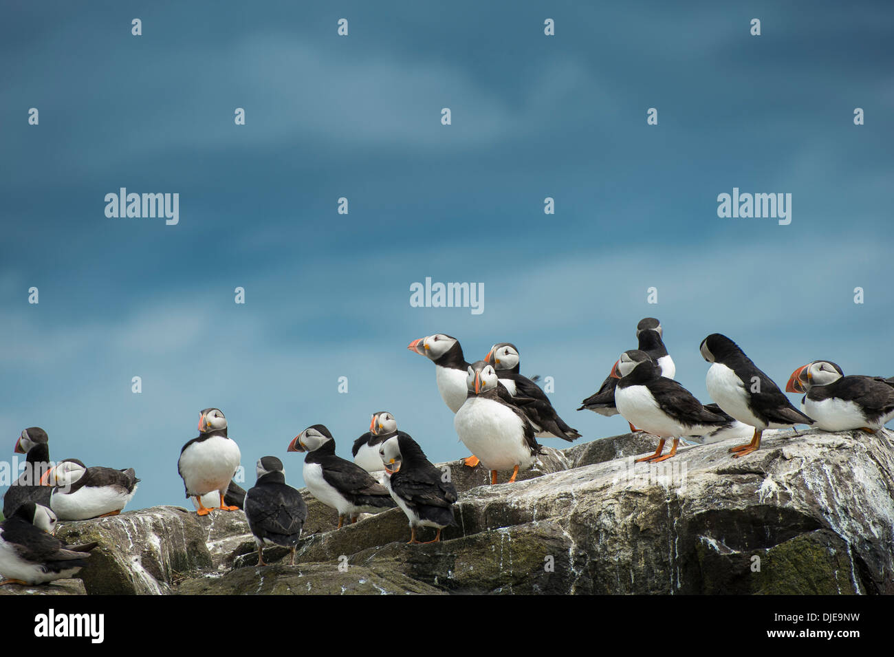 Puffins on the Farne Islands, Northumberland, England Stock Photo - Alamy