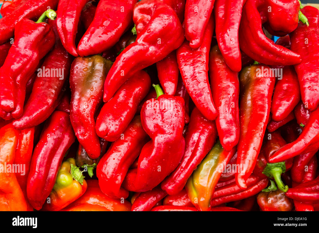 Farmers harvest red peppers hi-res stock photography and images - Alamy