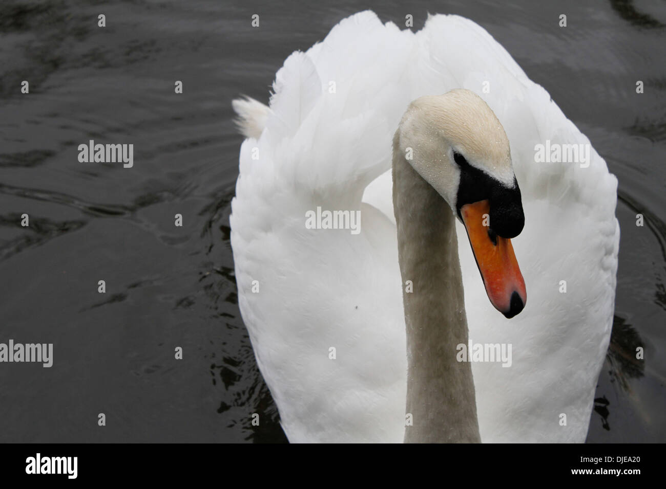 Swimming on river thames hi-res stock photography and images - Alamy
