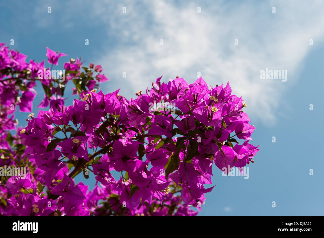 Pretty pink flowers in Mallorca Stock Photo - Alamy