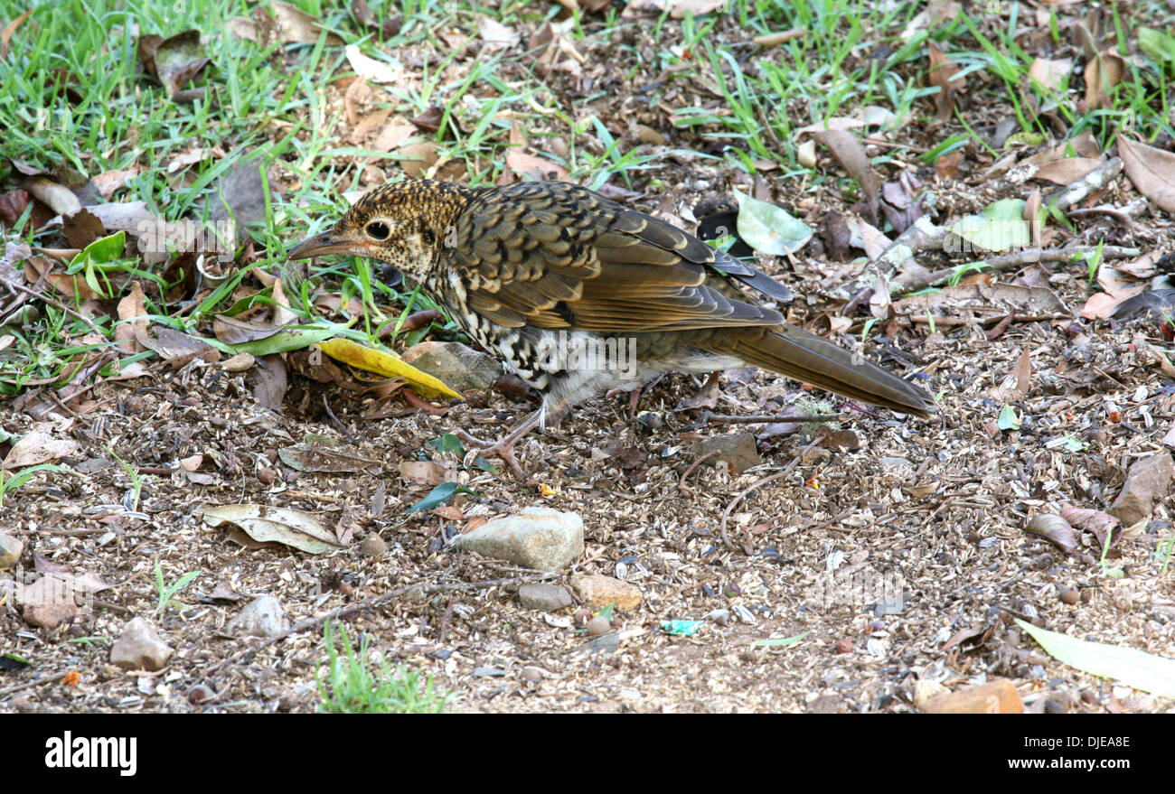 Thrush bassian hi-res stock photography and images - Alamy