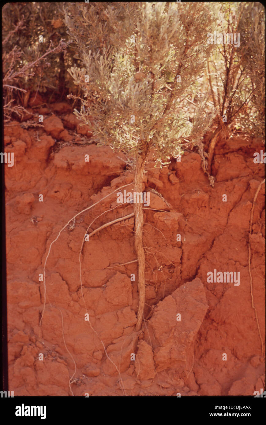 This image shows the exposed root system of plants at an eroded bank in ...