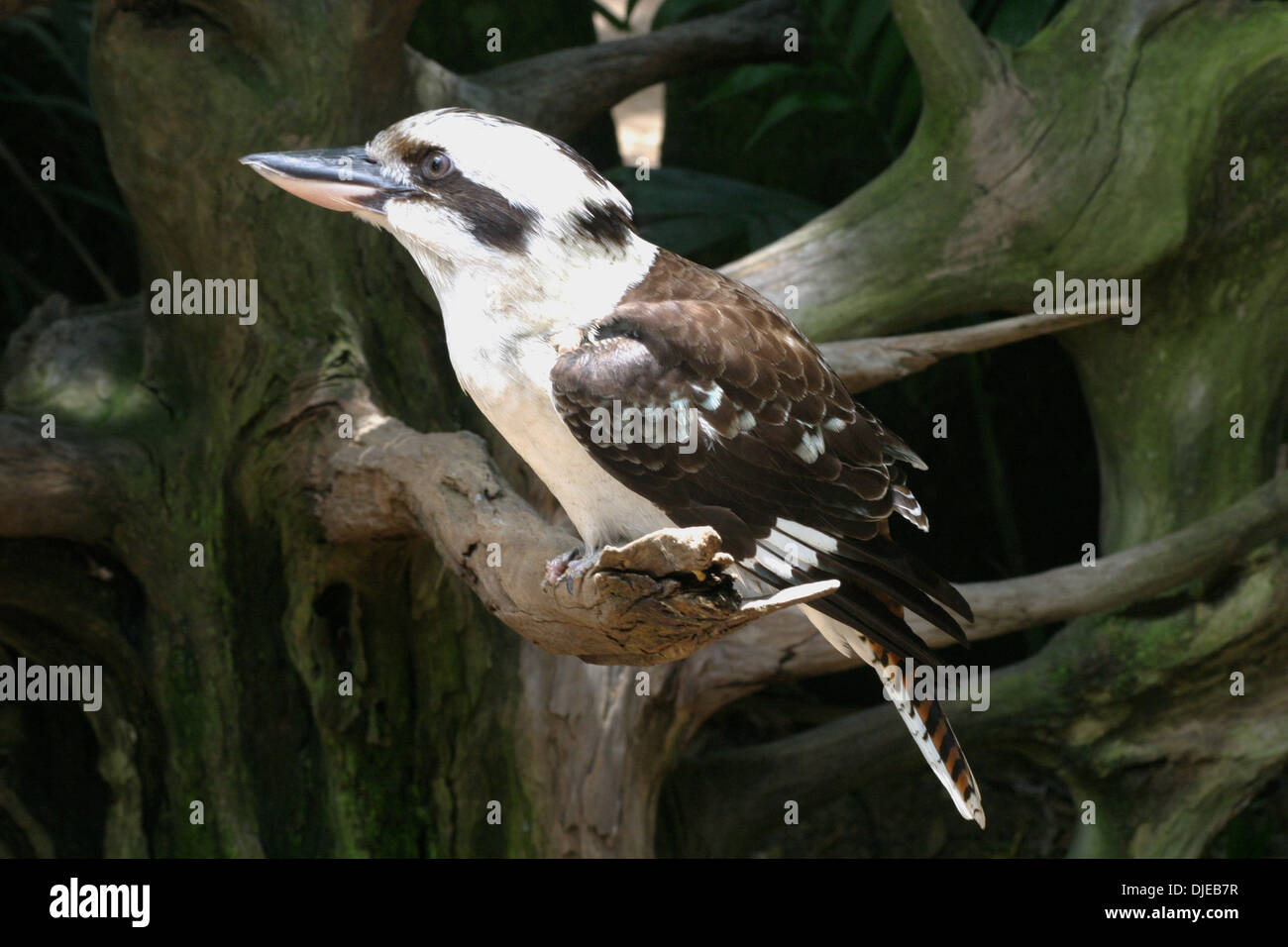 Laughing Kookaburra is a carnivorous bird in the kingfisher family ...