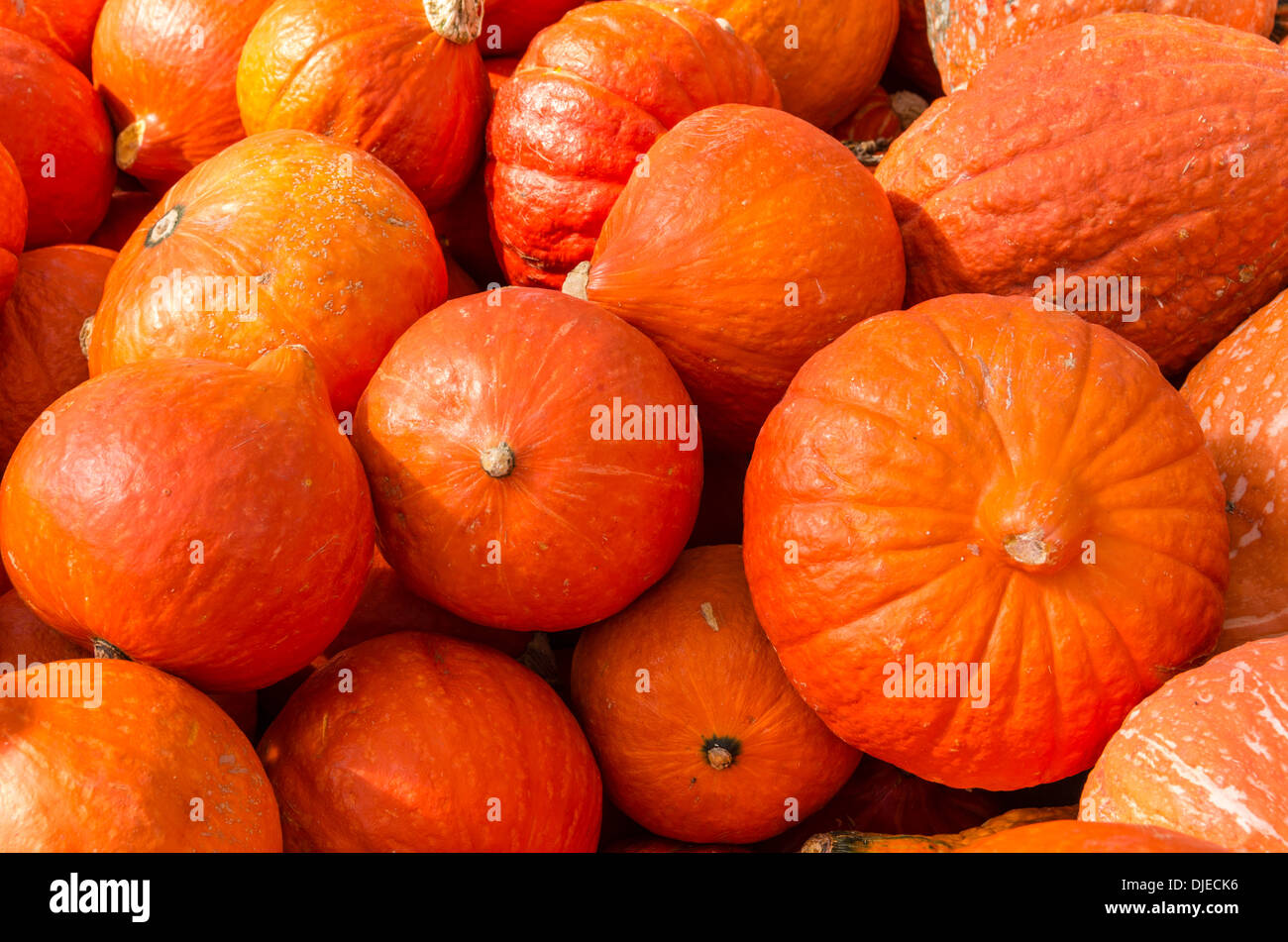 Orange winter squash on display at the farmers market Stock Photo - Alamy