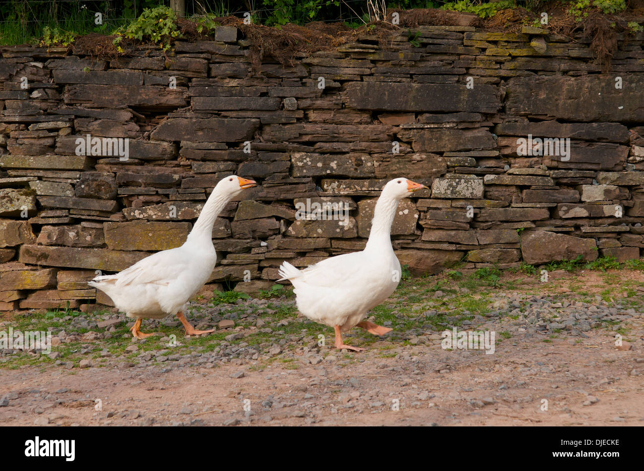 Geese Farm Uk High Resolution Stock Photography and Images - Alamy