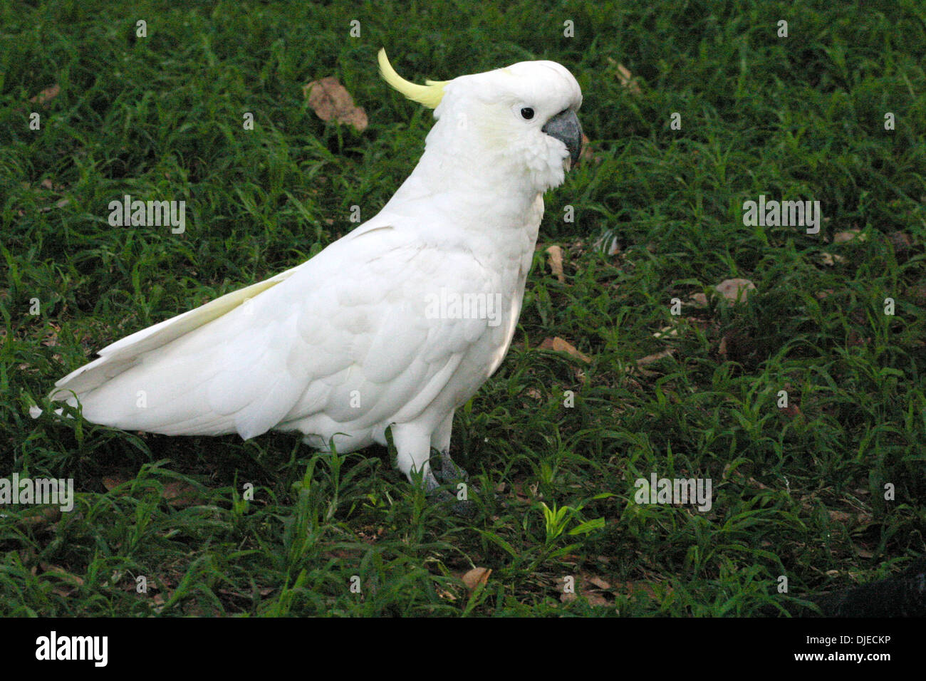 Sulphur-crested Cockatoo large white cockatoo with yellow crest ...
