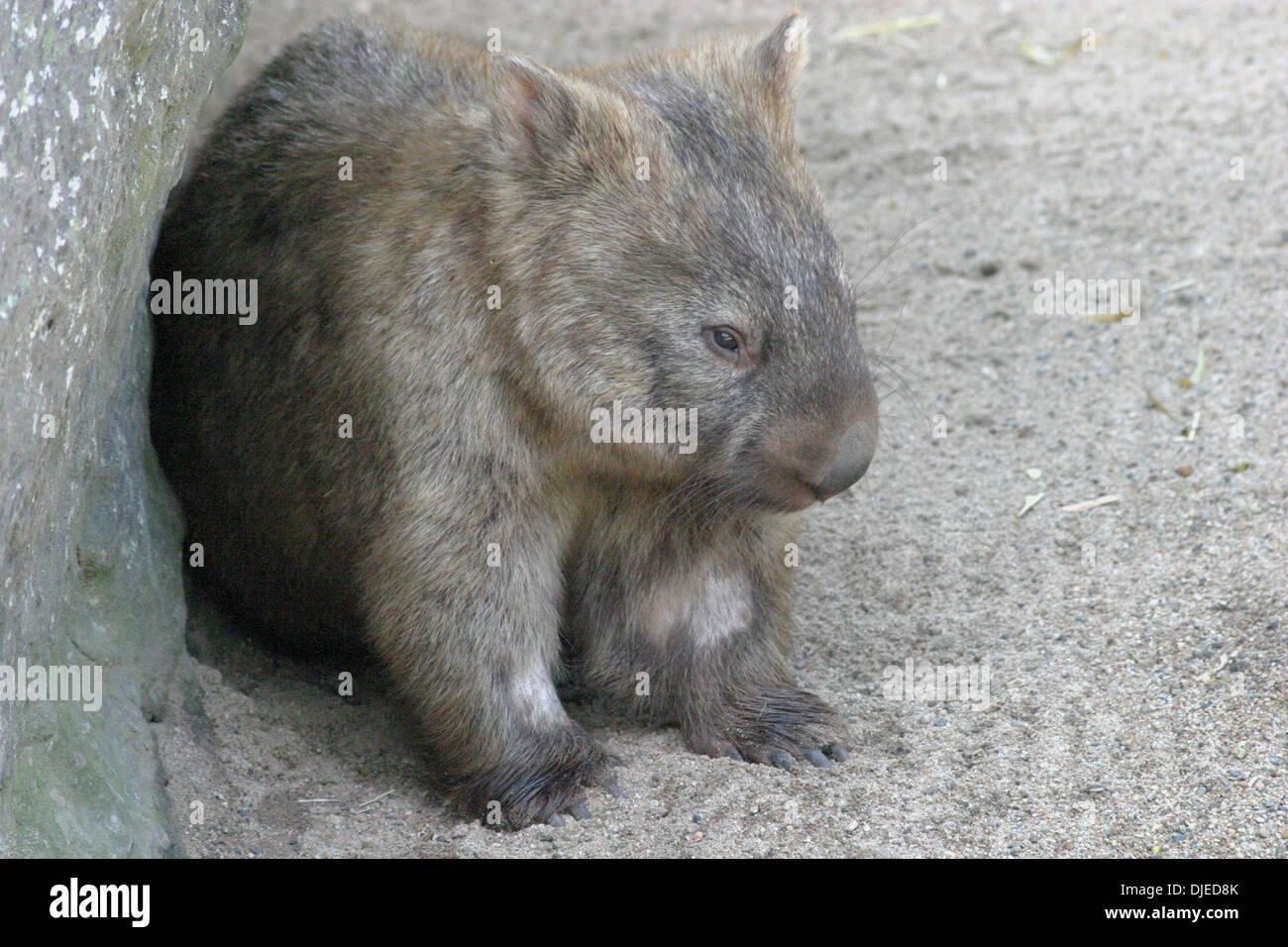 Wombat - large squat burrowing marsupial with long coarse stiff fur ...