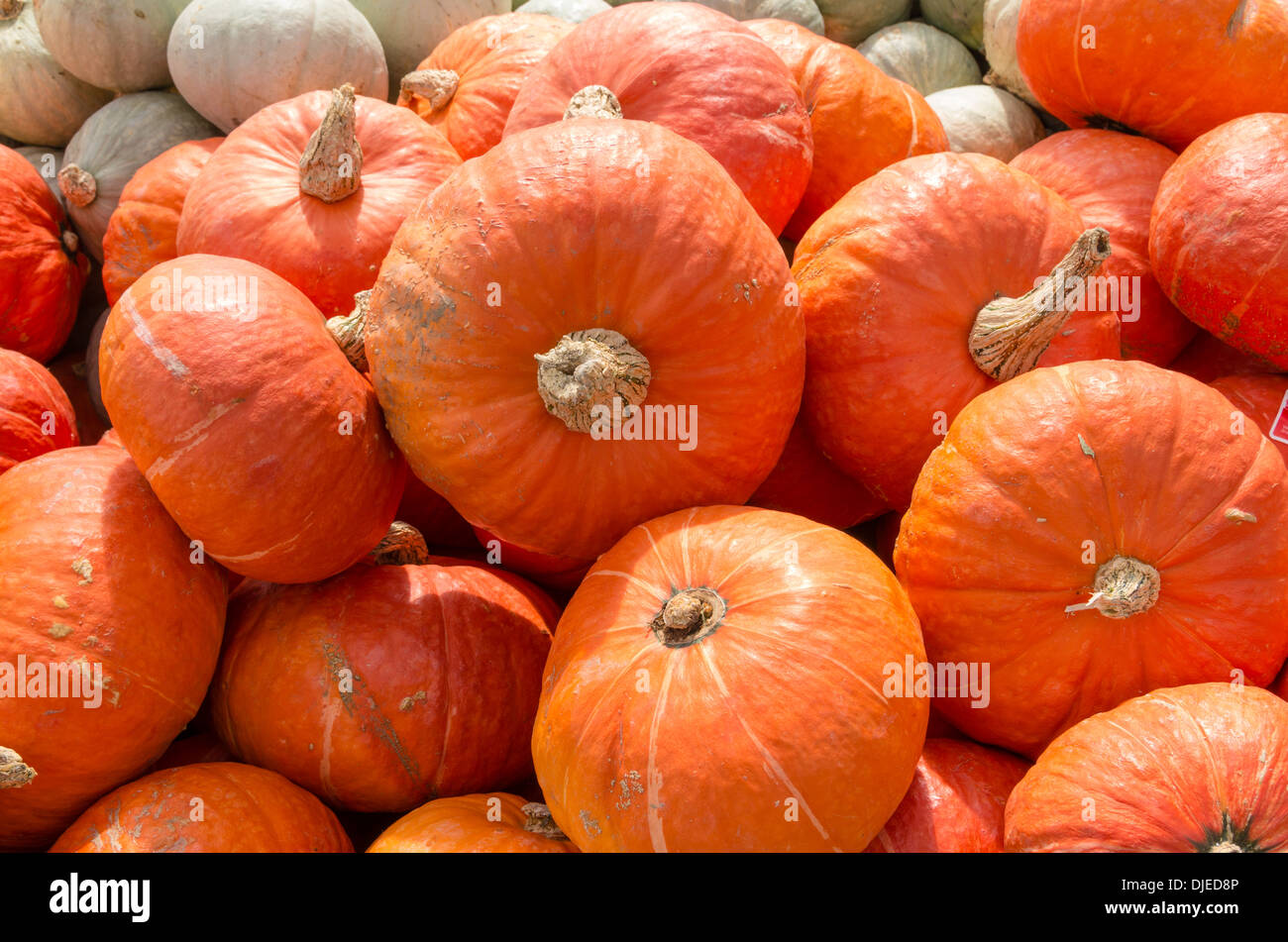 Orange winter squash on display at the farmers market Stock Photo - Alamy