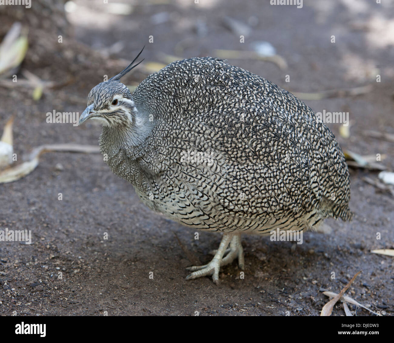 Crested tinamou hi-res stock photography and images - Alamy