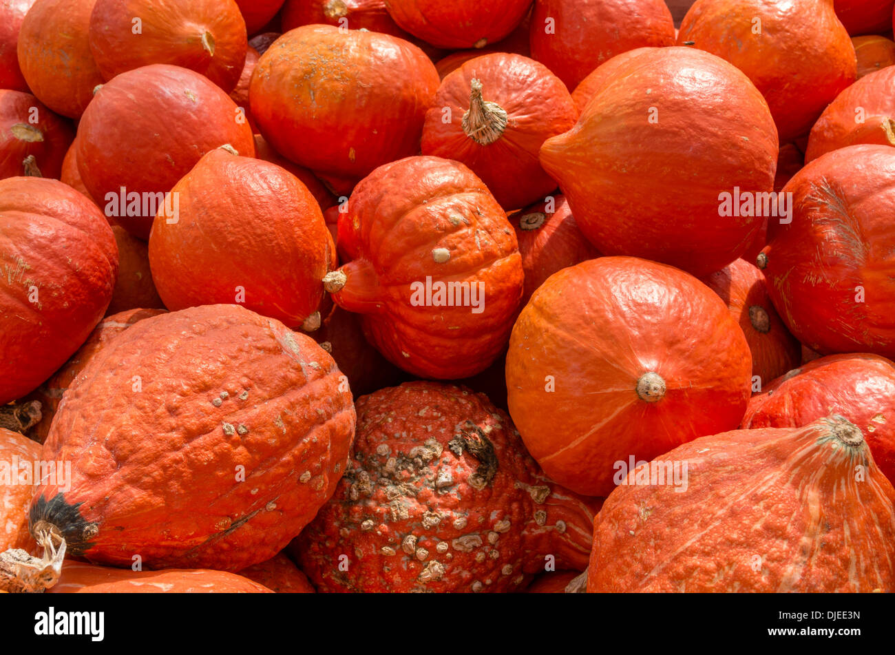 Orange hubbard squash on display at the farmers market Stock Photo - Alamy