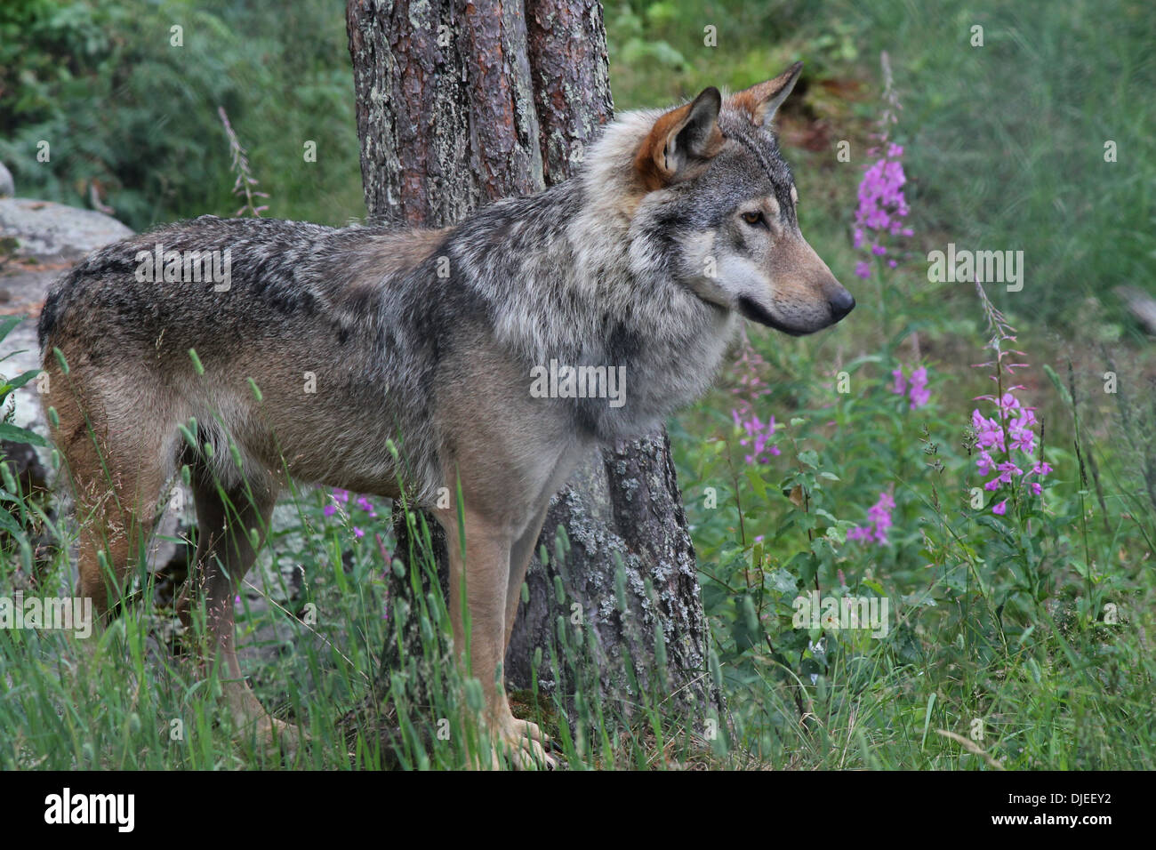 Susi wolf hi-res stock photography and images - Alamy