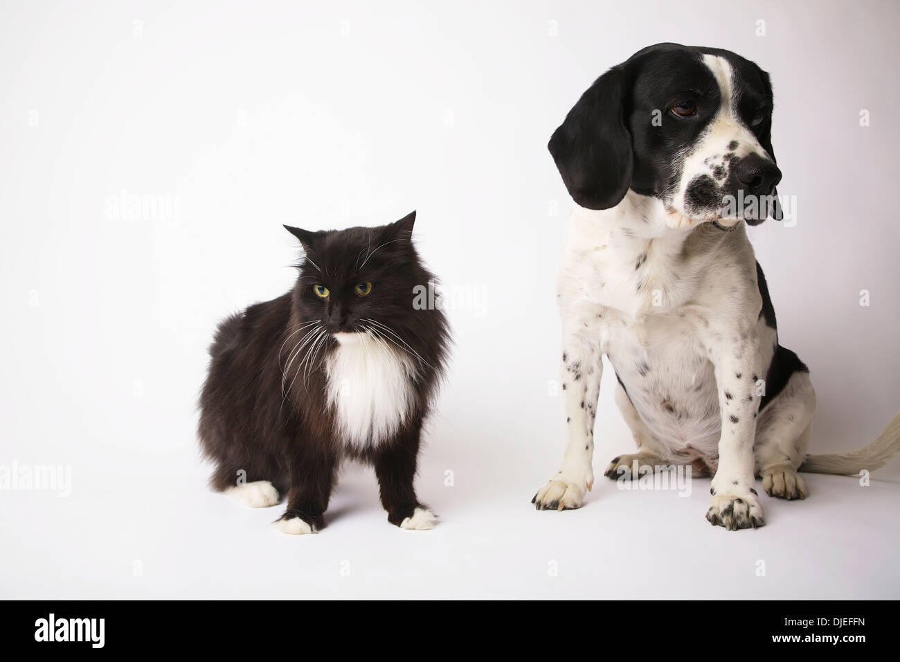 Long-Haired Domestic Cat And Springer Spaniel Mix Dog; Toronto, Ontario ...