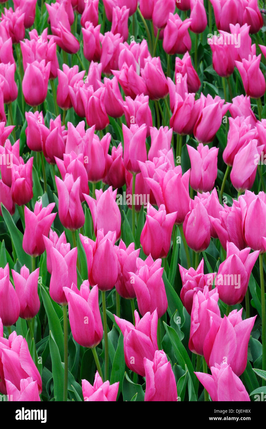 Collection of Pink Tulips growing together Stock Photo - Alamy