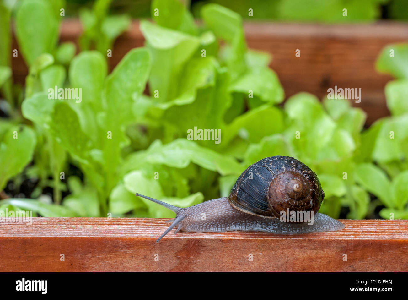Helix aspersa hi-res stock photography and images - Alamy