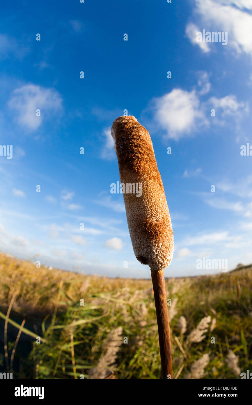 Typha latifolia reed bed hi-res stock photography and images - Alamy