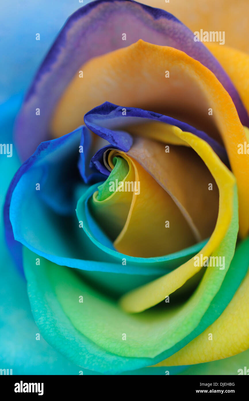 Multi coloured Rose flower Stock Photo - Alamy