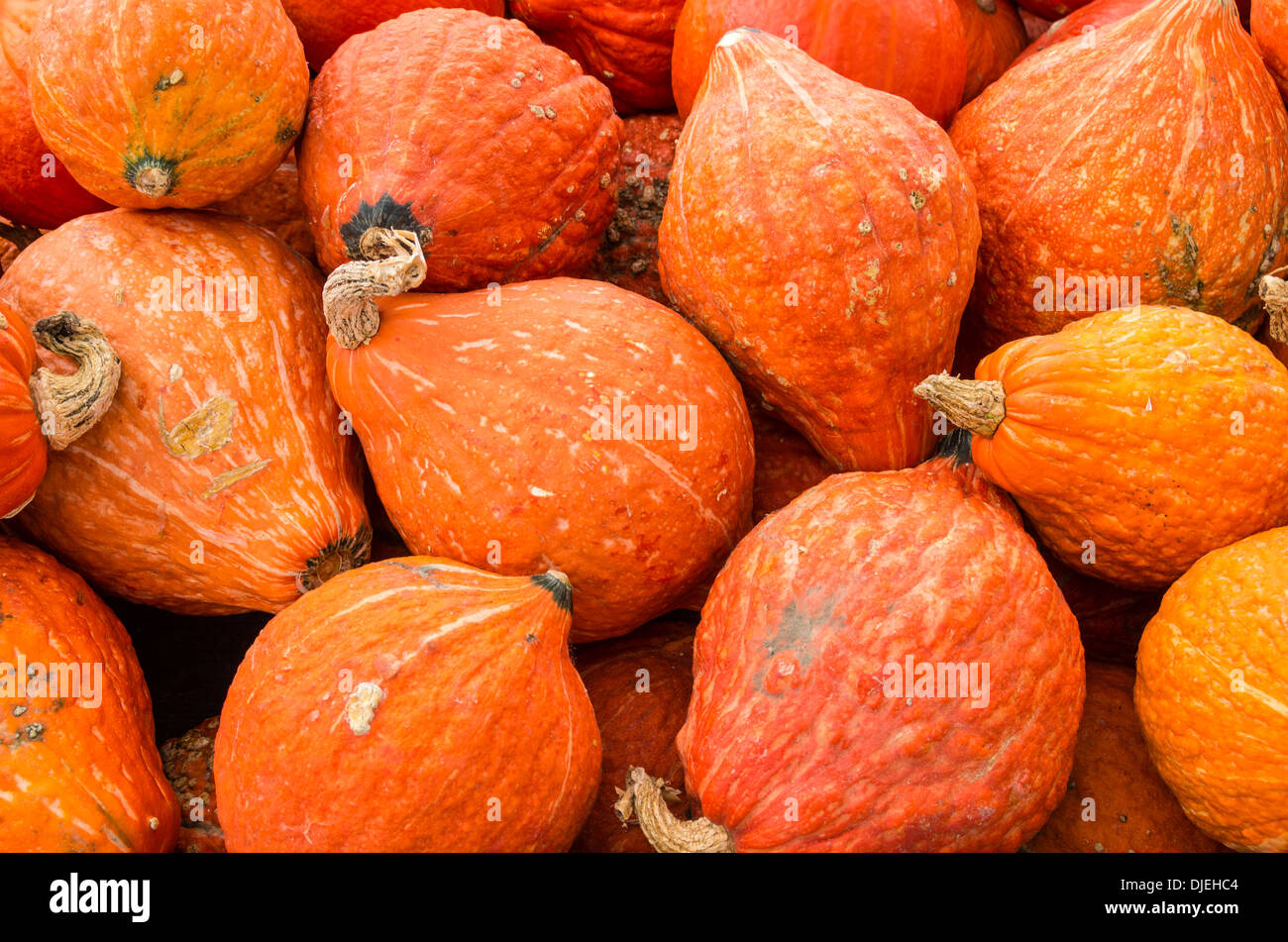 Orange hubbard winter squash at the farmers market Stock Photo - Alamy
