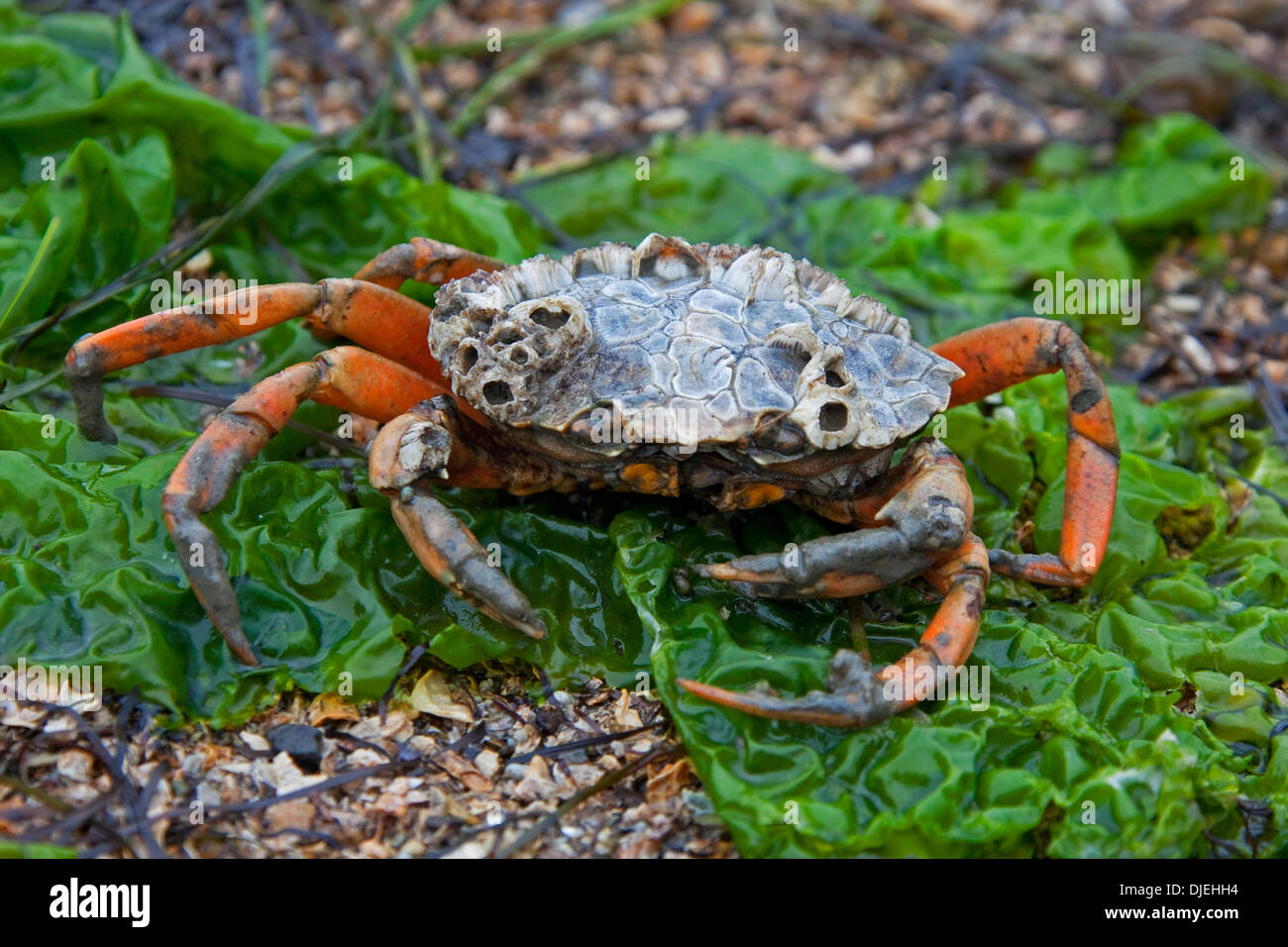 European shore crab / green crab (Carcinus maenas), alien invasive ...