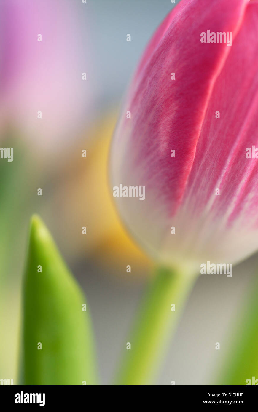 Tulip section hi-res stock photography and images - Alamy