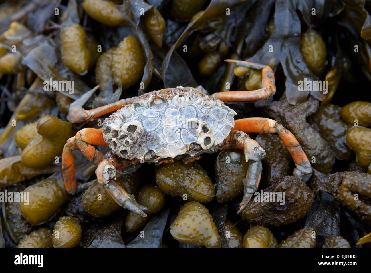 European shore crab / green crab (Carcinus maenas), alien invasive ...
